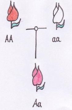 Snake-Land - Genetic