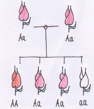 Snake-Land - Genetic